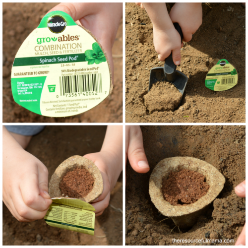 Seed Germination Observation for Kids {Free Printable} - The ...